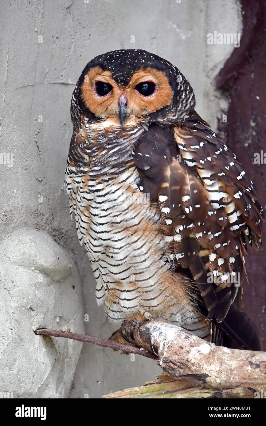 Pettyes bagoly hi-res stock photography and images - Alamy