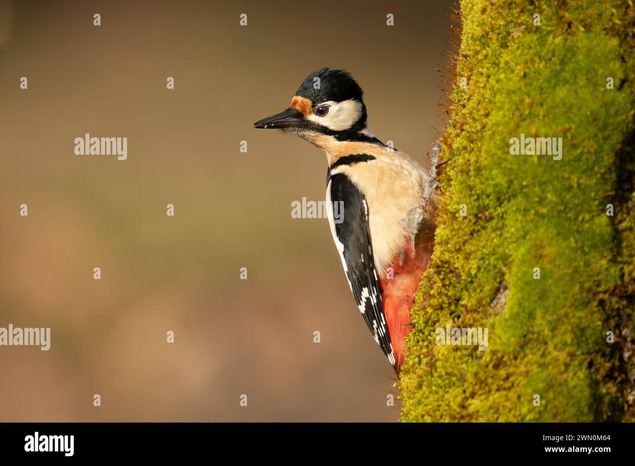 Female Great spotted woodpecker on the trunk of an oak tree within a Euro-Siberian beech and oak ...