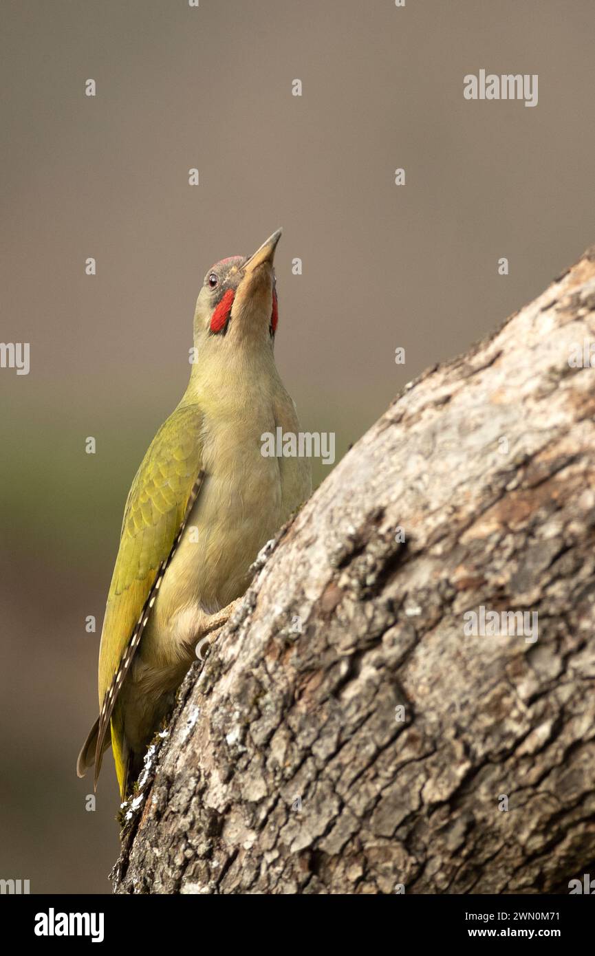 Adult male Green woodpecker on the trunk of a beech tree within a Euro ...