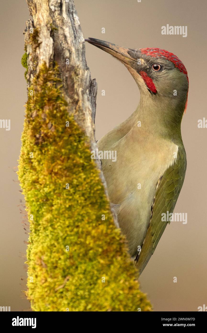 Adult male Green woodpecker on the trunk of a beech tree within a Euro ...