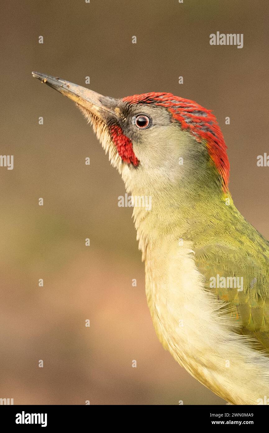 Adult male Green woodpecker on the trunk of a beech tree within a Euro ...