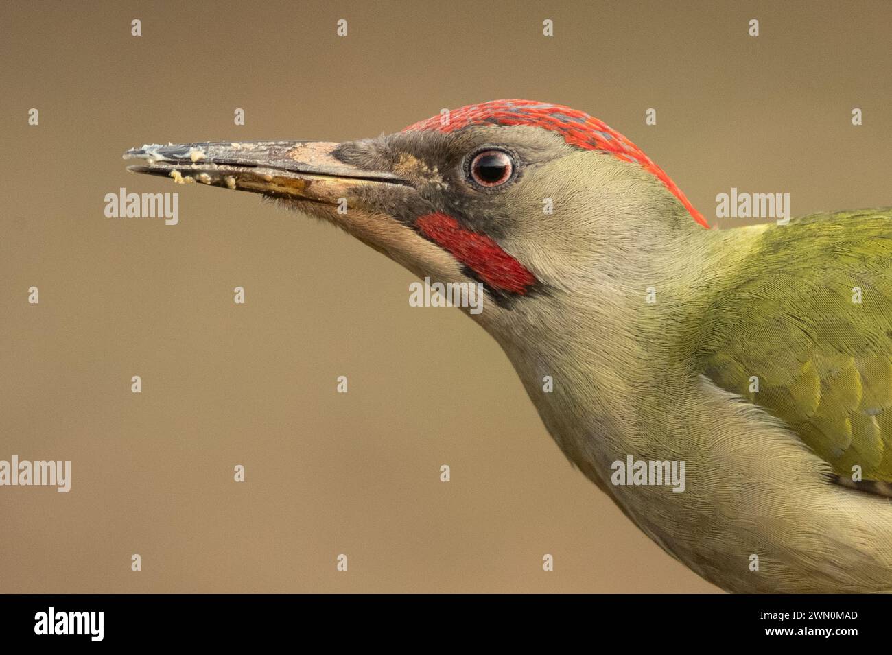 Adult male Green woodpecker on the trunk of a beech tree within a Euro ...