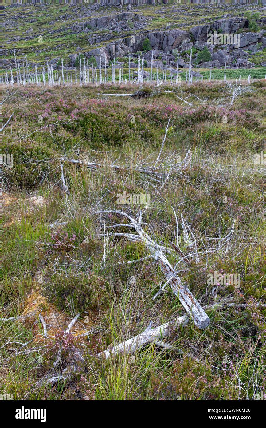 Skeleton pine trees, years after burning, Scottish highlands Stock ...