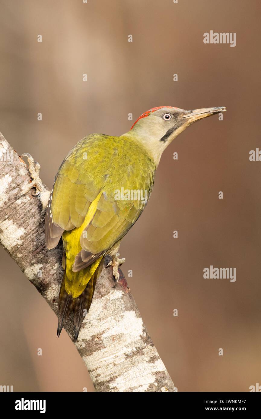 Green woodpecker female in a Euro-Siberian beech and oak forest with the last light of the ...