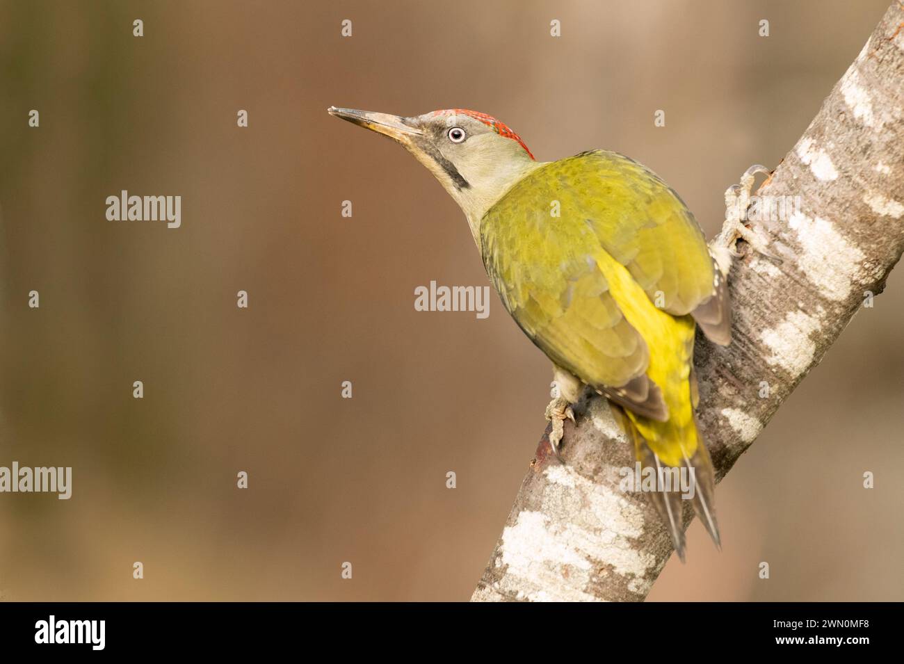 Green woodpecker female in a Euro-Siberian beech and oak forest with the last light of the ...