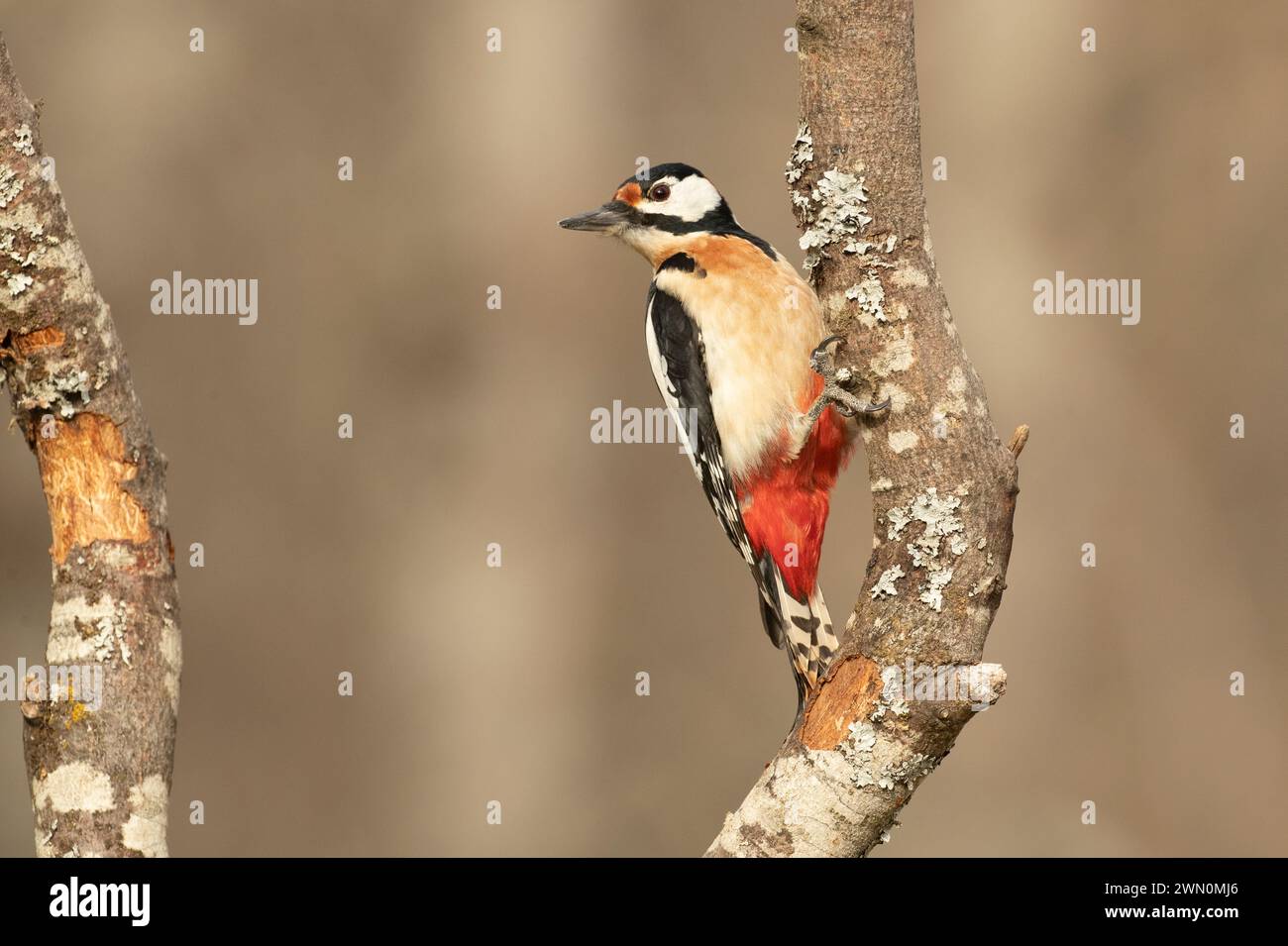 Female Great spotted woodpecker on the trunk of an oak tree within a Euro-Siberian beech and oak ...