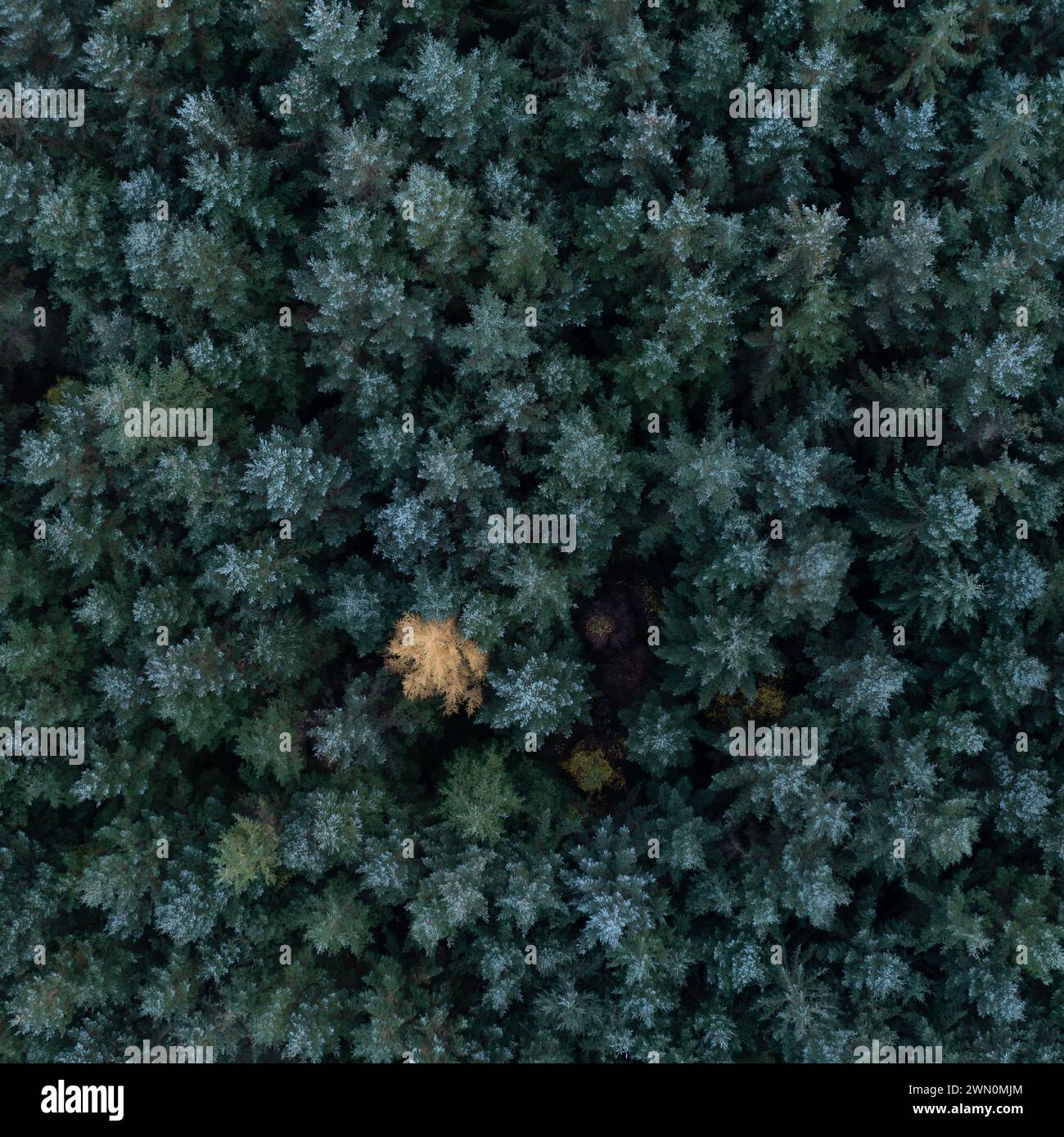 A single Silver Birch Betula pendula in among pine trees Stock Photo ...