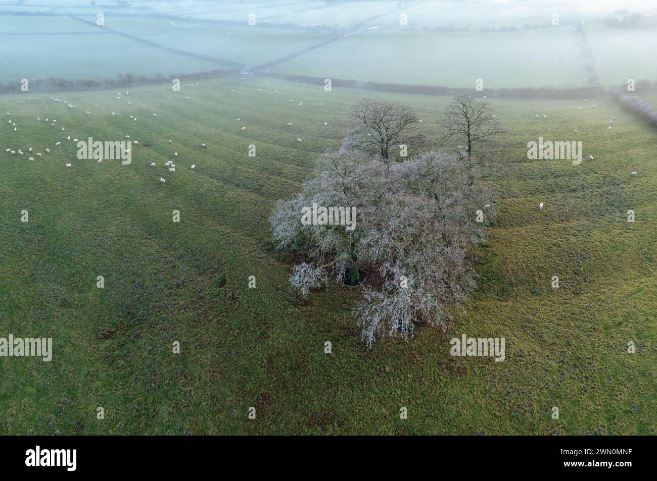 Group of trees with hoar frost in a medieval farm landscape Stock Photo ...