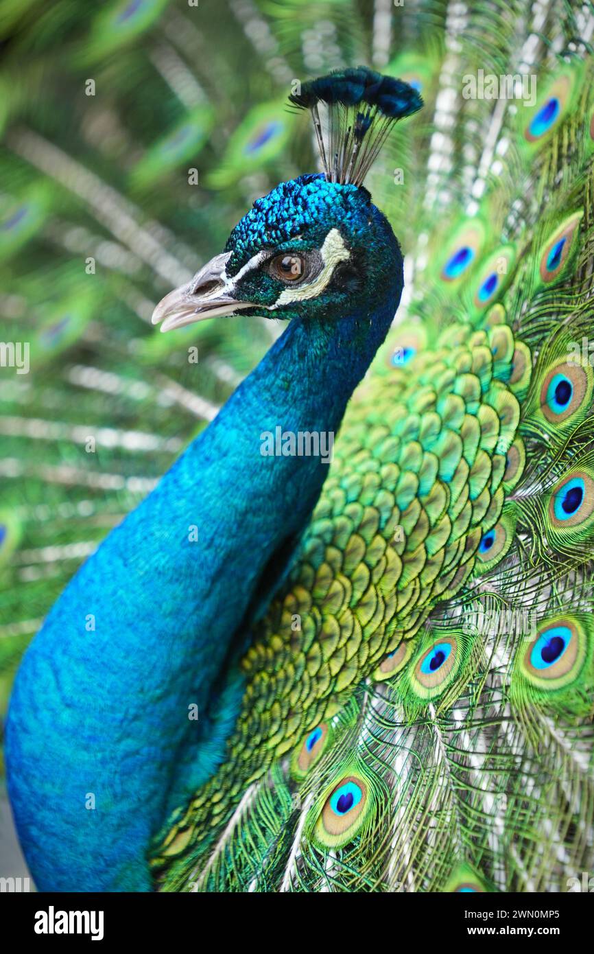Close up peacock shows beautiful hi-res stock photography and images ...