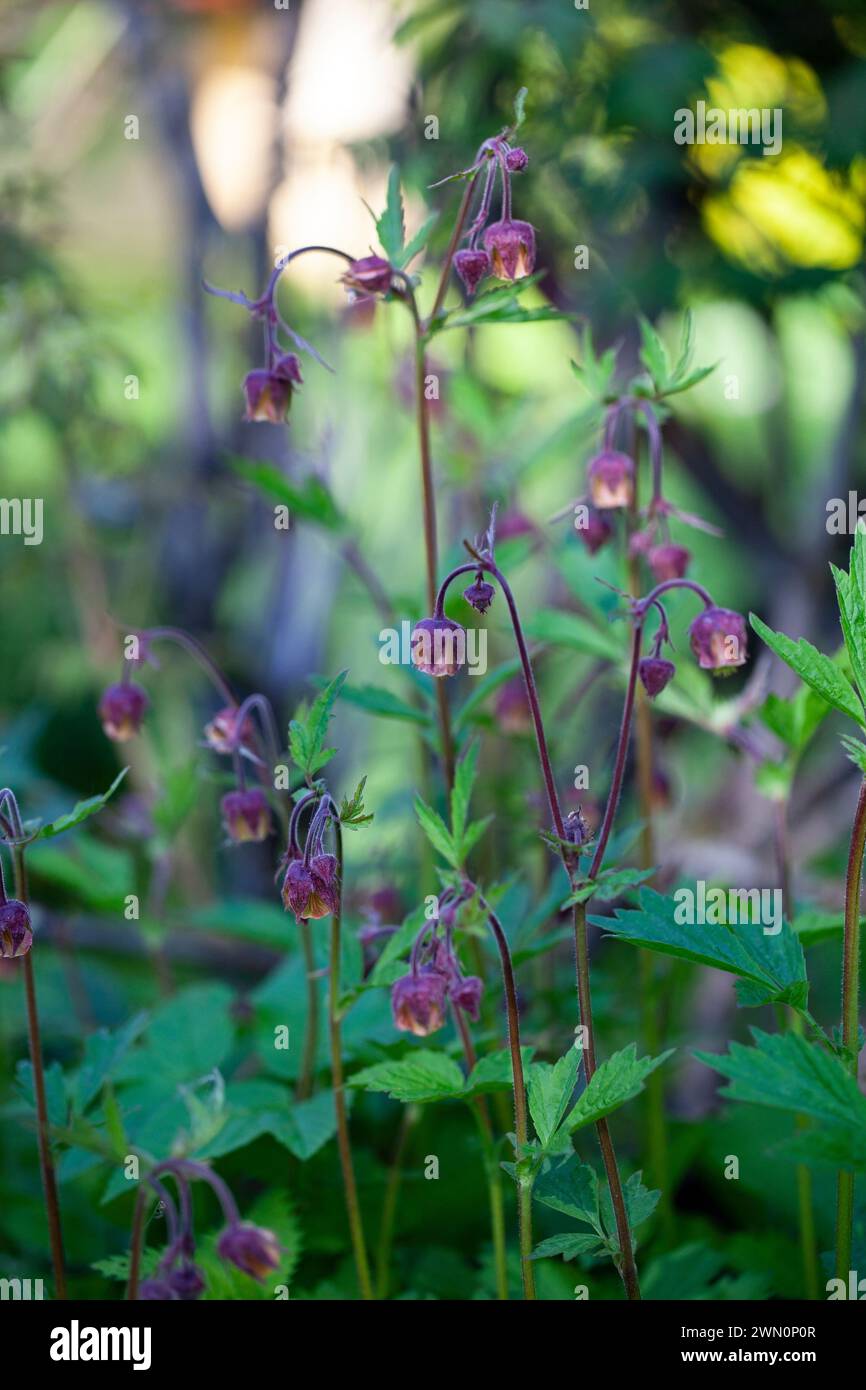 flower, health, medical, garden, green, plant, meadow, swamp, botanical ...