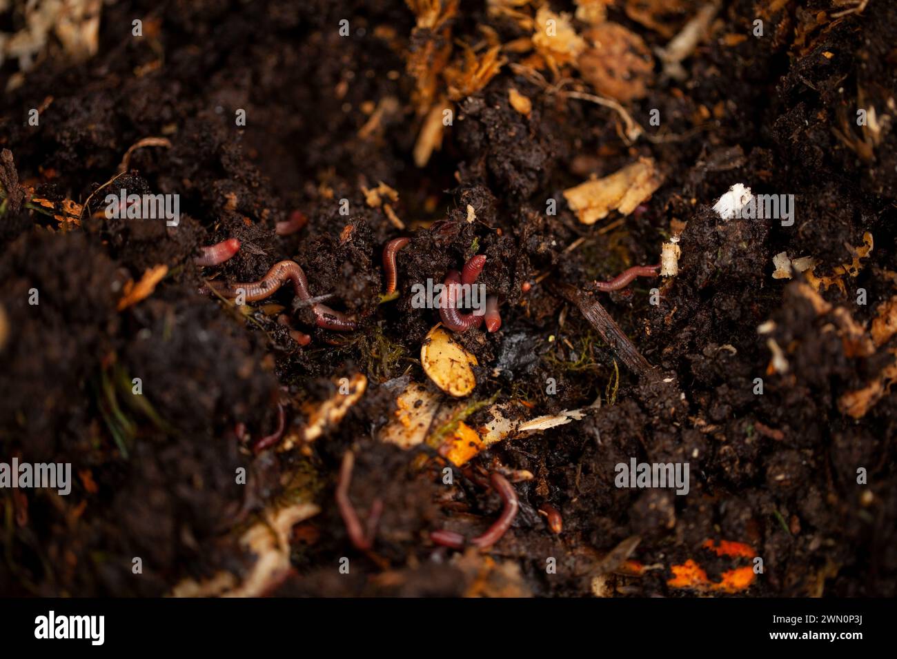Earthworms play a vital role in the composting process.They break down ...