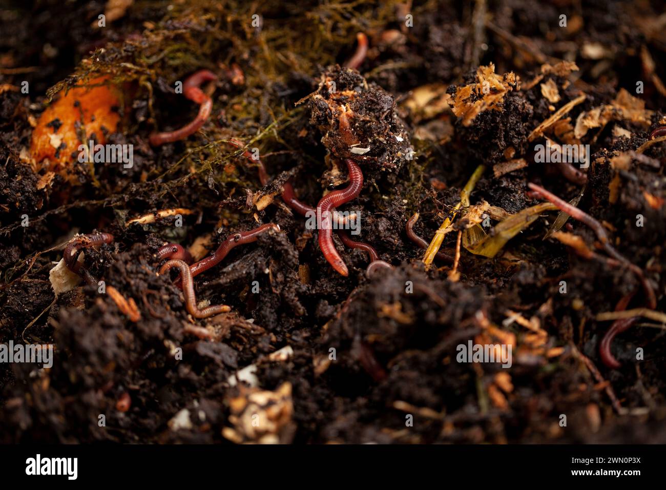 Earthworms play a vital role in the composting process.They break down ...