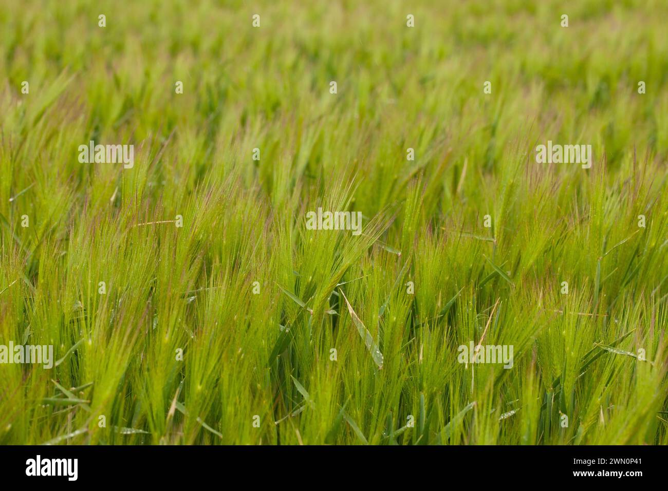 Cereal grain grown barley hi-res stock photography and images - Alamy