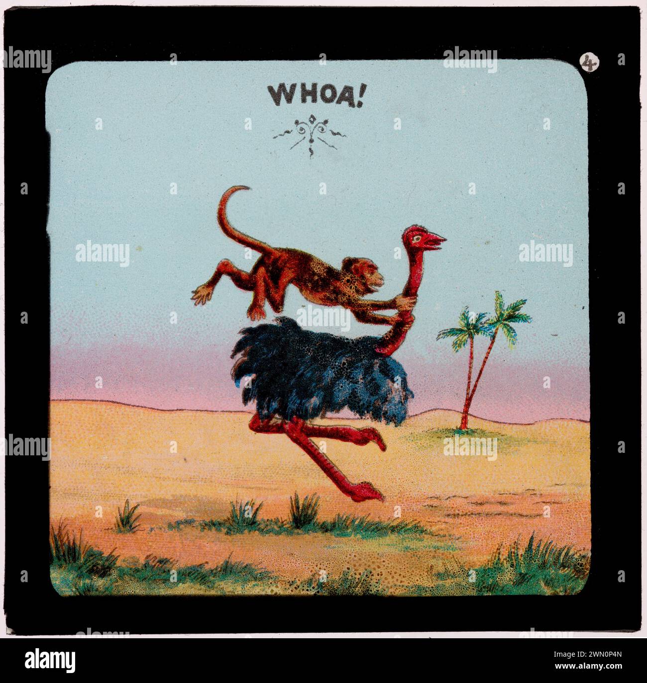 Monkey riding an ostrich. Monkey riding an ostrich Stock Photo - Alamy