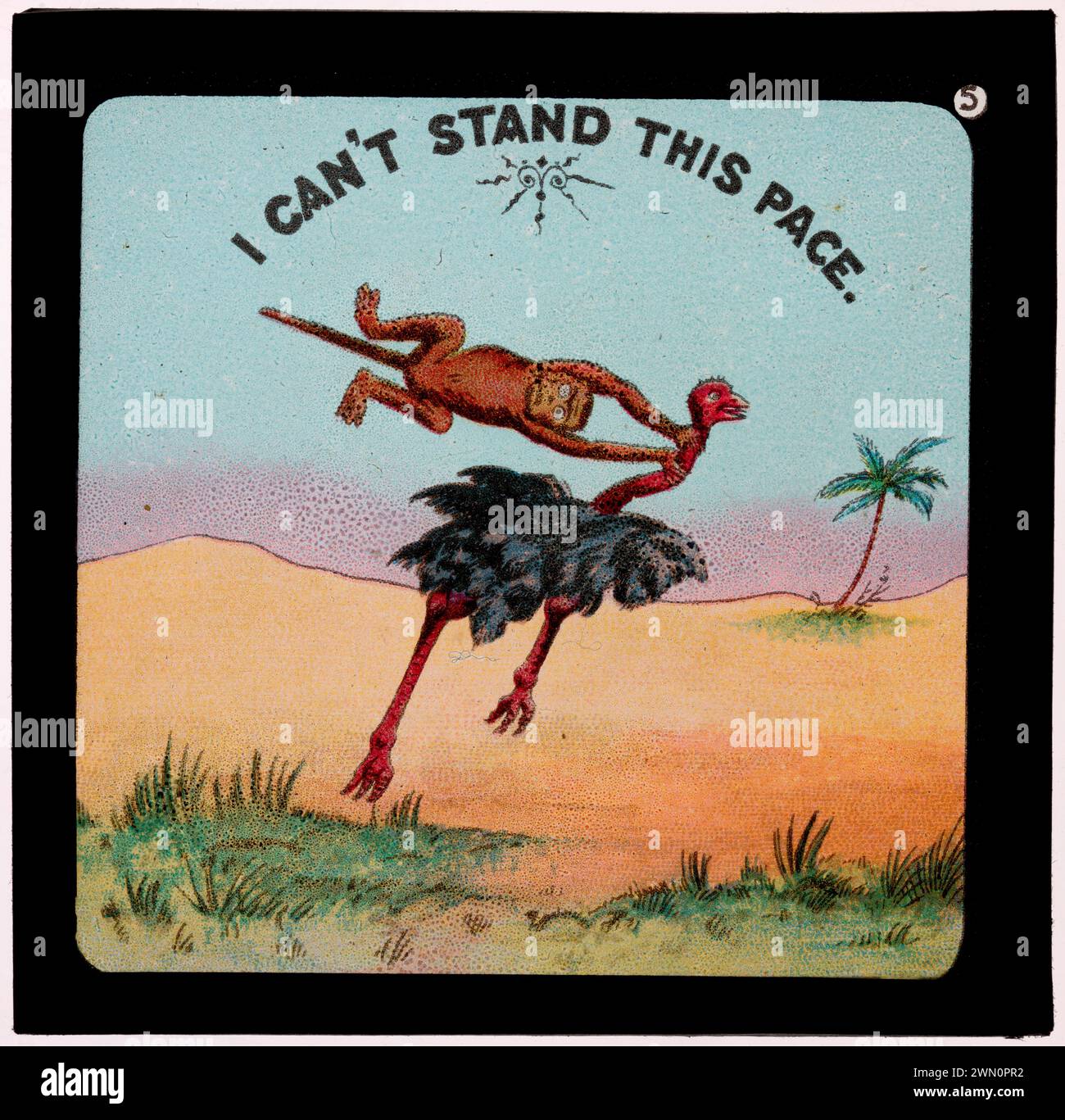 Monkey riding an ostrich. Monkey riding an ostrich Stock Photo - Alamy