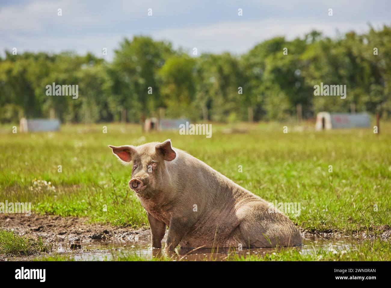 Eco pig farm in the field in Denmark Stock Photo - Alamy