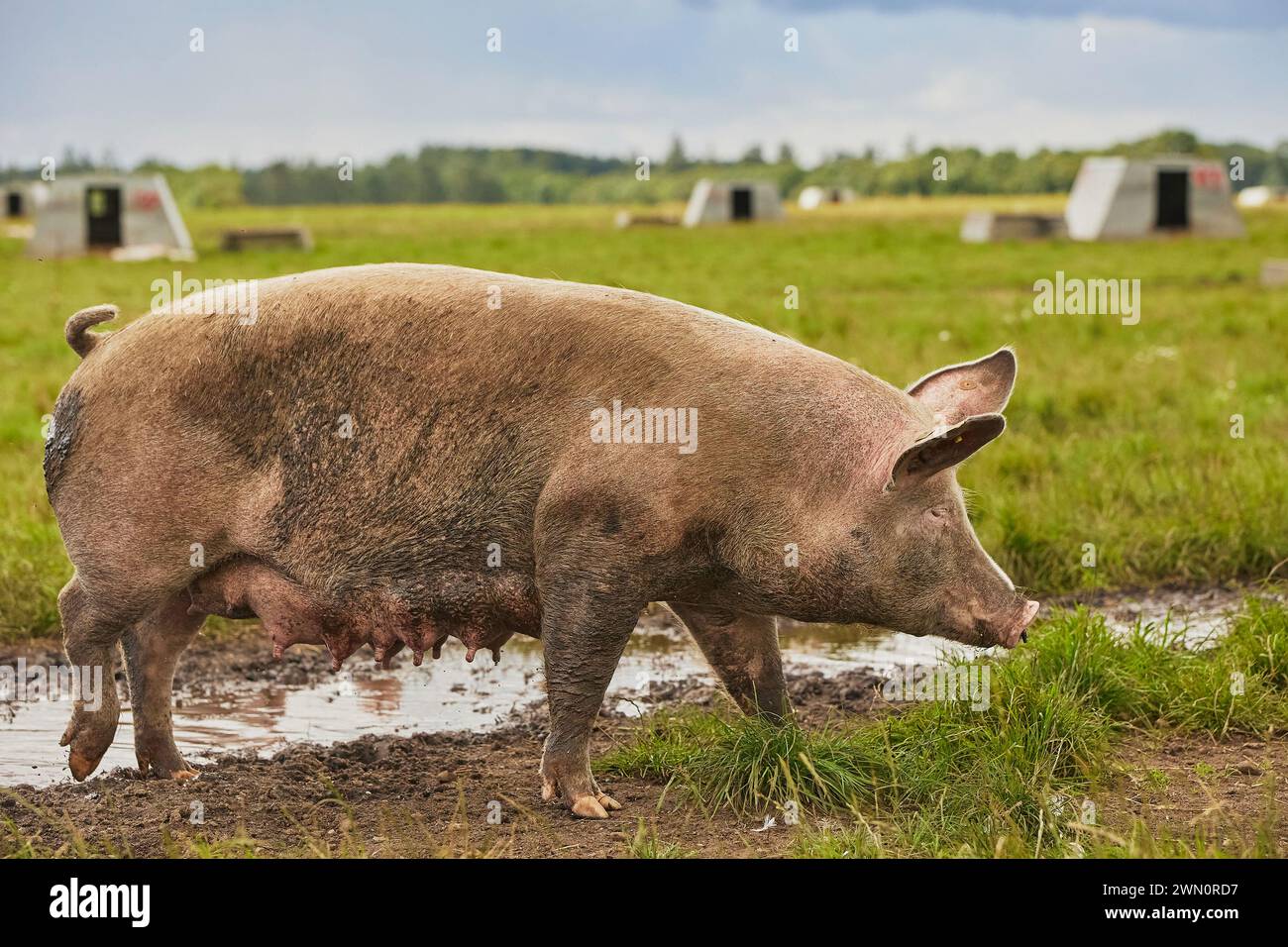 Eco pig farm in the field in Denmark Stock Photo - Alamy