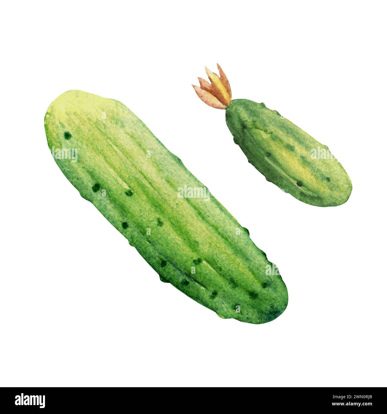 Green cucumbers. Big and small, top view. Hand drawn botanical ...