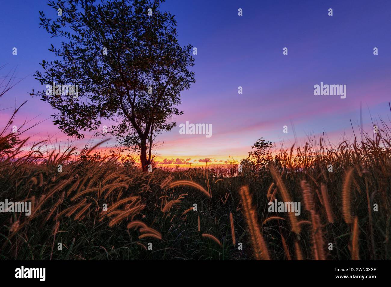 Sunset through foxtails and a lone tree at Facpi Point, Guam Stock ...
