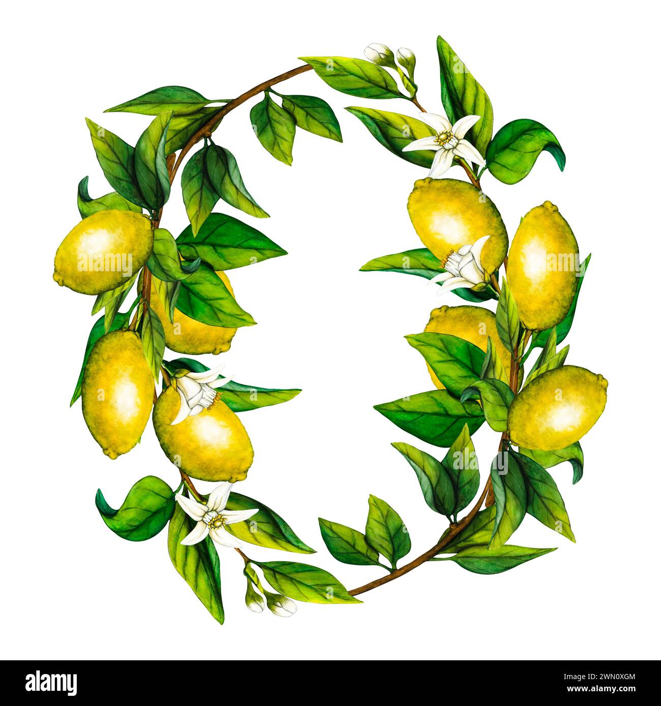 Watercolor wreath lemon tree branch with flowers isolated on white ...