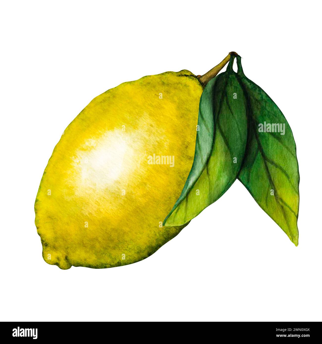 Watercolor fresh lemon. Hand drawn botanical illustration of yellow ...