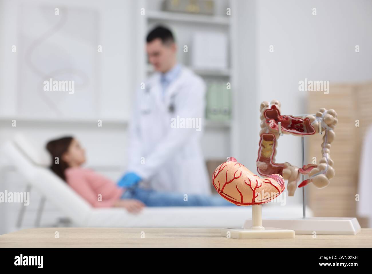 Gastroenterologist examining girl in clinic, focus on models of stomach ...