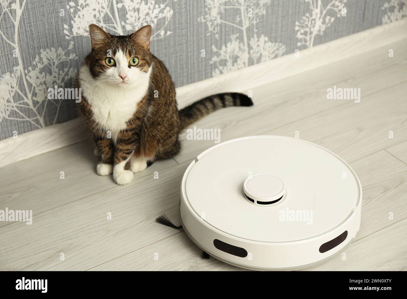 Robot cat hi-res stock photography and images - Alamy