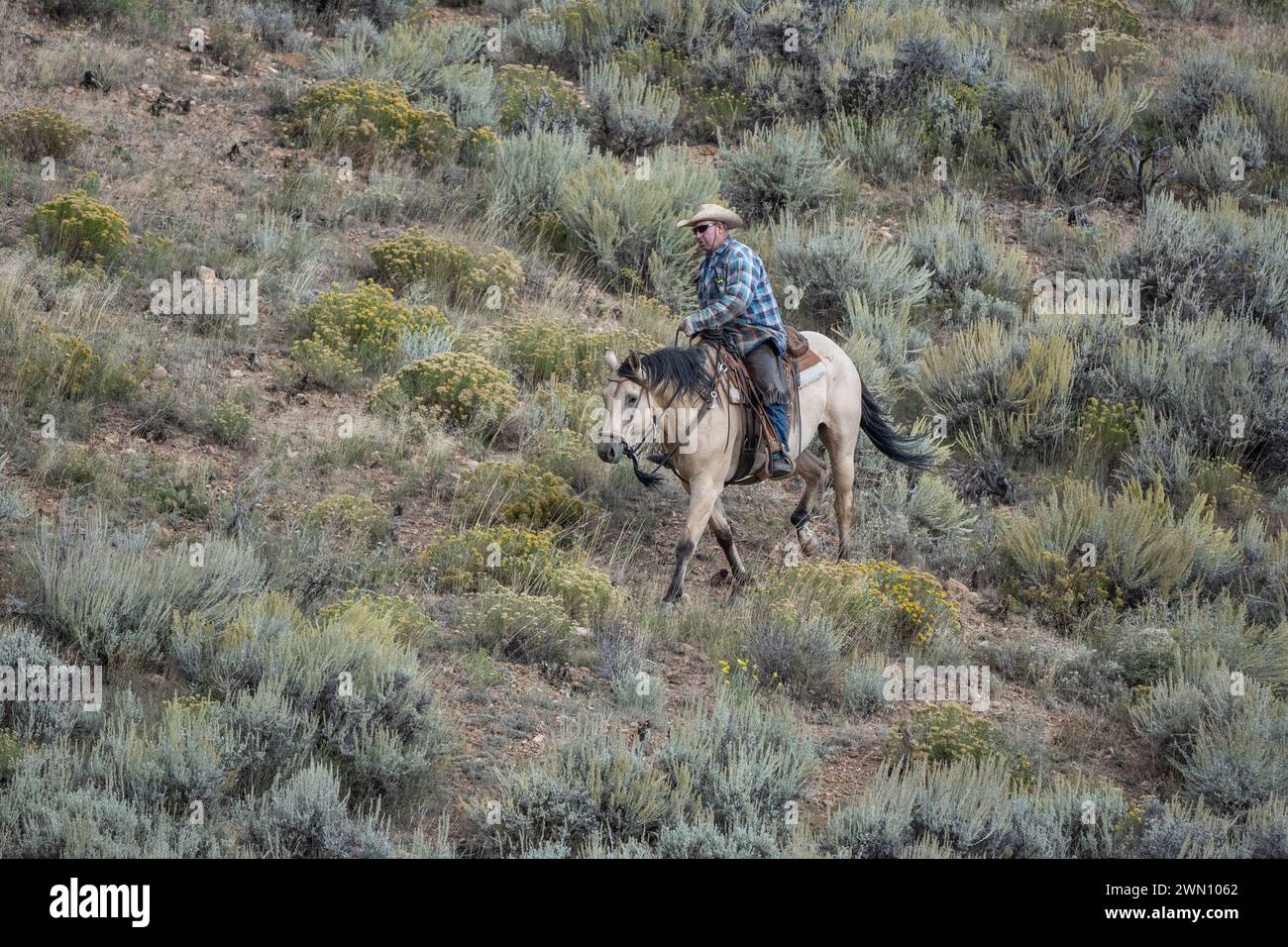 Old western cattle drive hi-res stock photography and images - Alamy