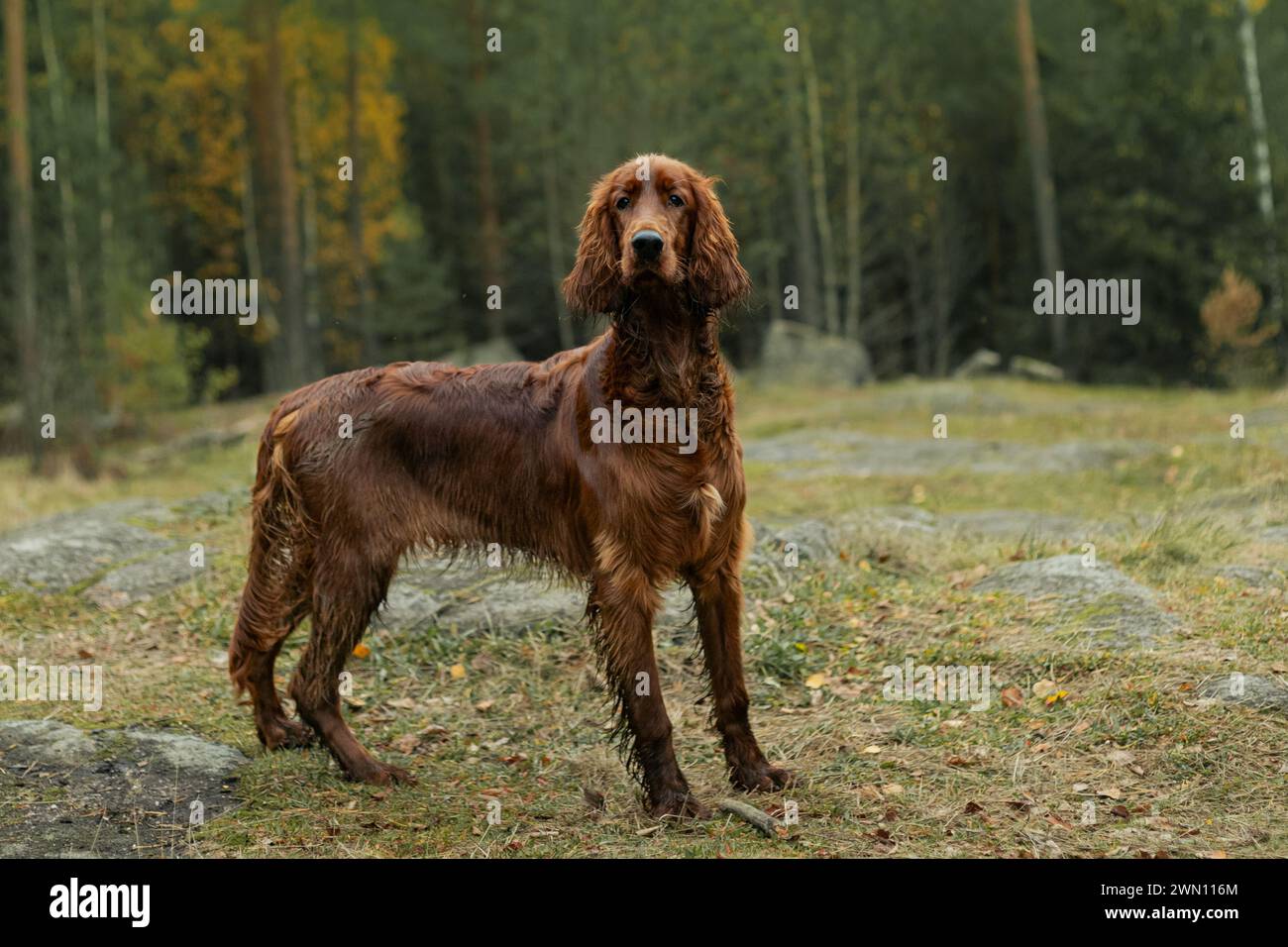 Irish setter on the hunt. Irish setter in the forest. Hunting with a ...