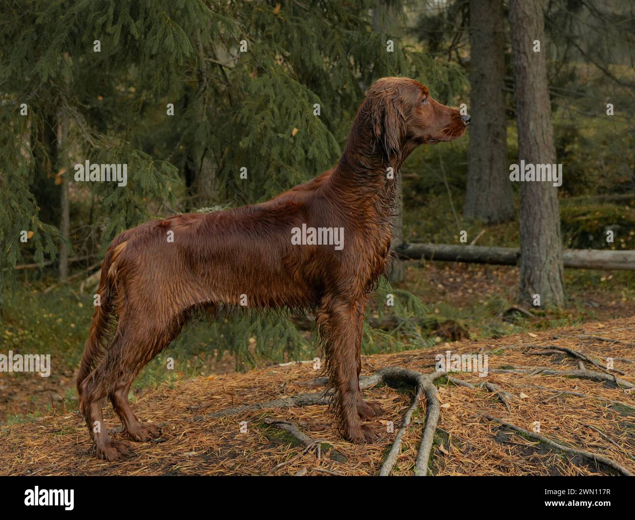 Irish setter on the hunt. Irish setter in the forest. Hunting with a ...