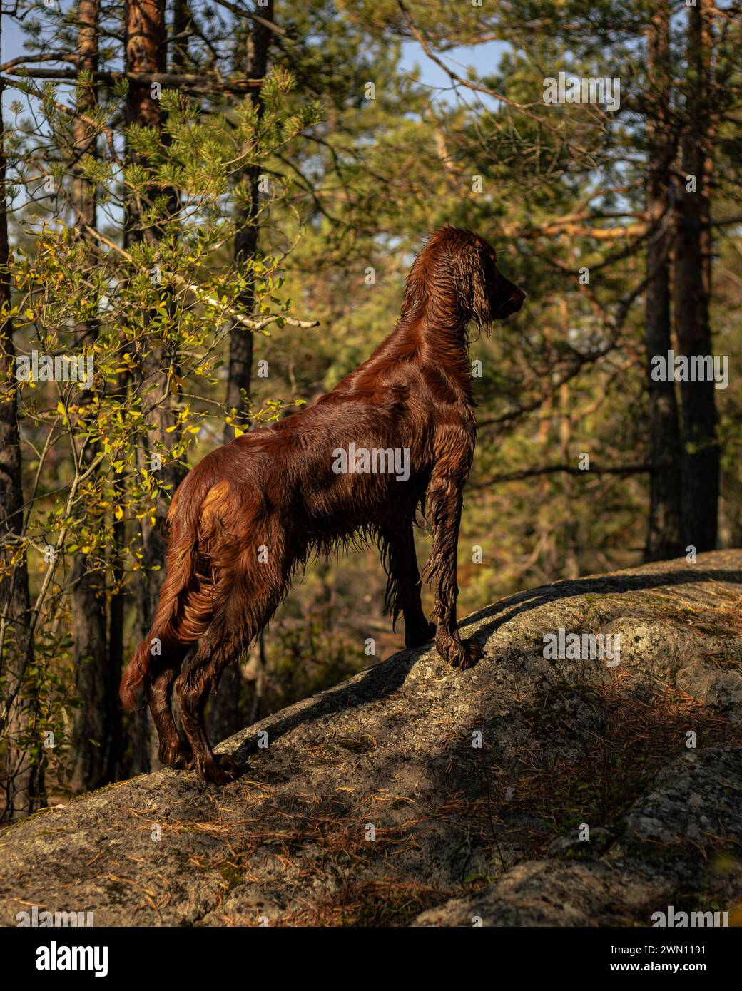Irish setter on the hunt. Irish setter in the forest. Hunting with a ...