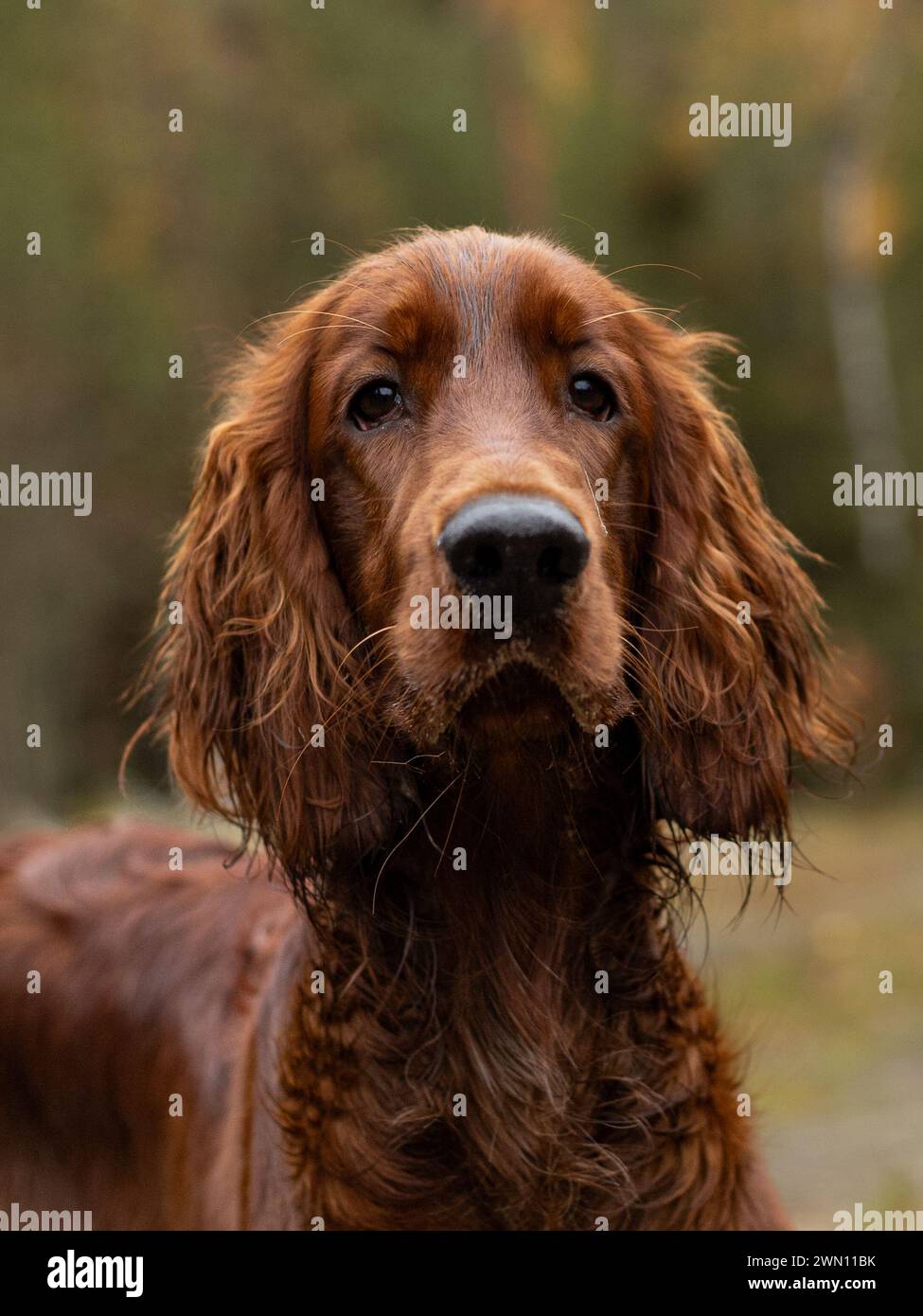 Irish setter on the hunt. Irish setter in the forest. Hunting with a ...