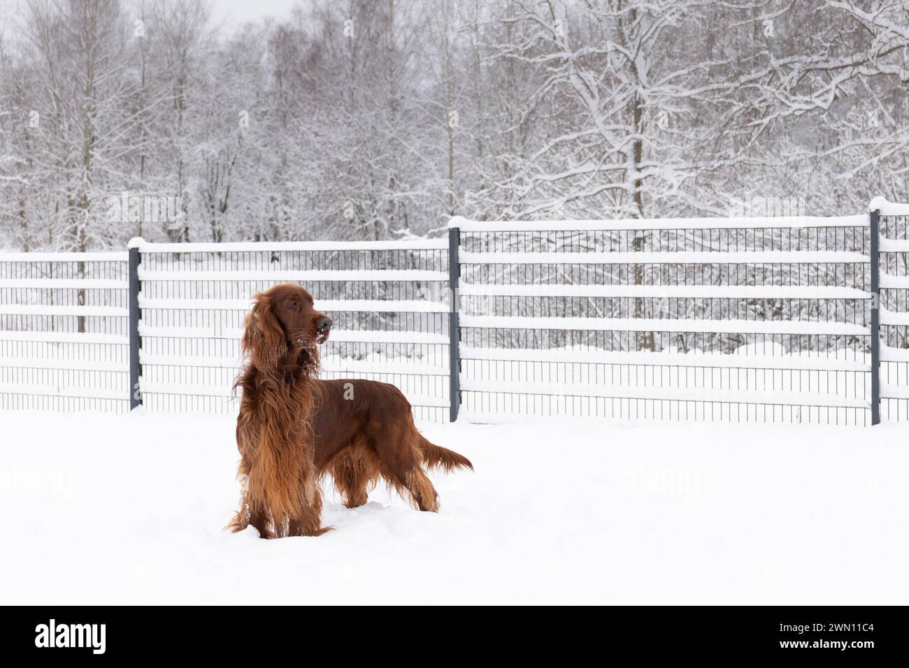 Irish setter on the hunt. Irish setter in the forest. Hunting with a ...