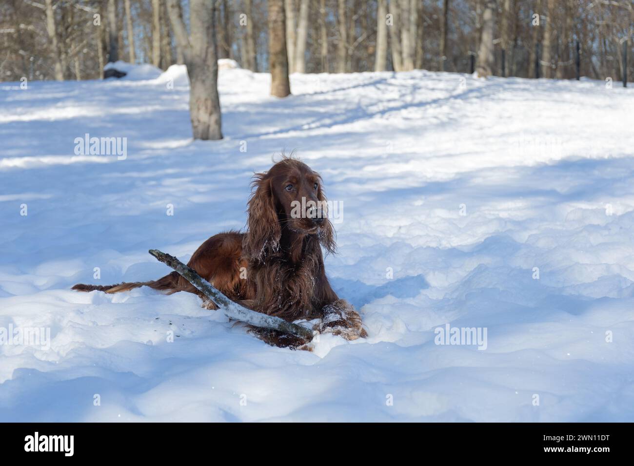 Irish setter on the hunt. Irish setter in the forest. Hunting with a ...