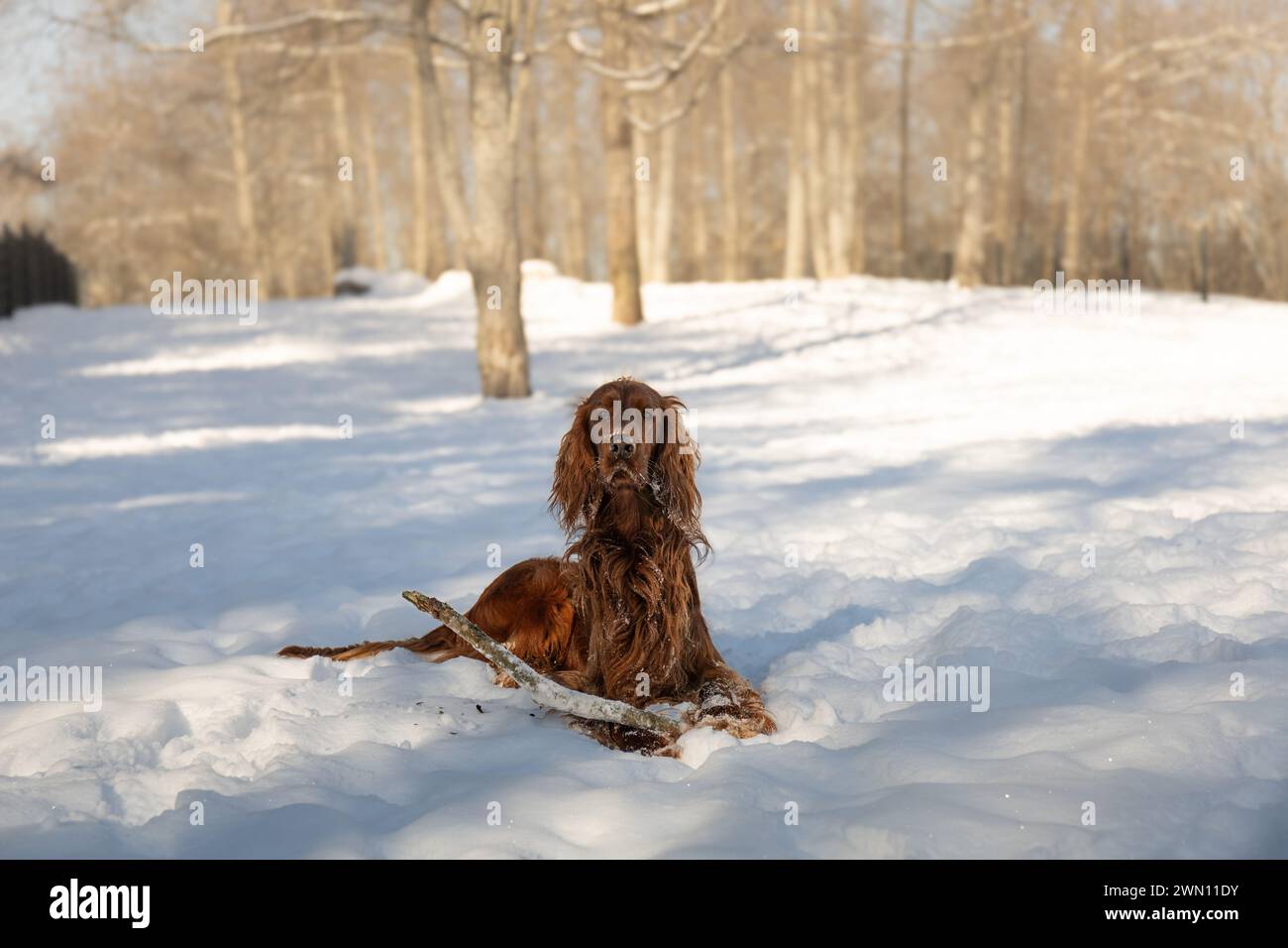 Irish setter on the hunt. Irish setter in the forest. Hunting with a ...