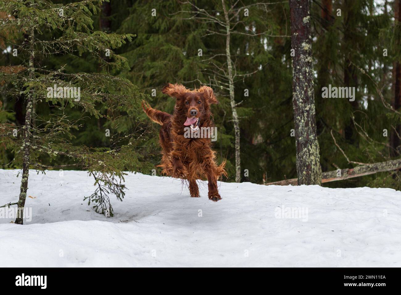 Irish setter on the hunt. Irish setter in the forest. Hunting with a ...