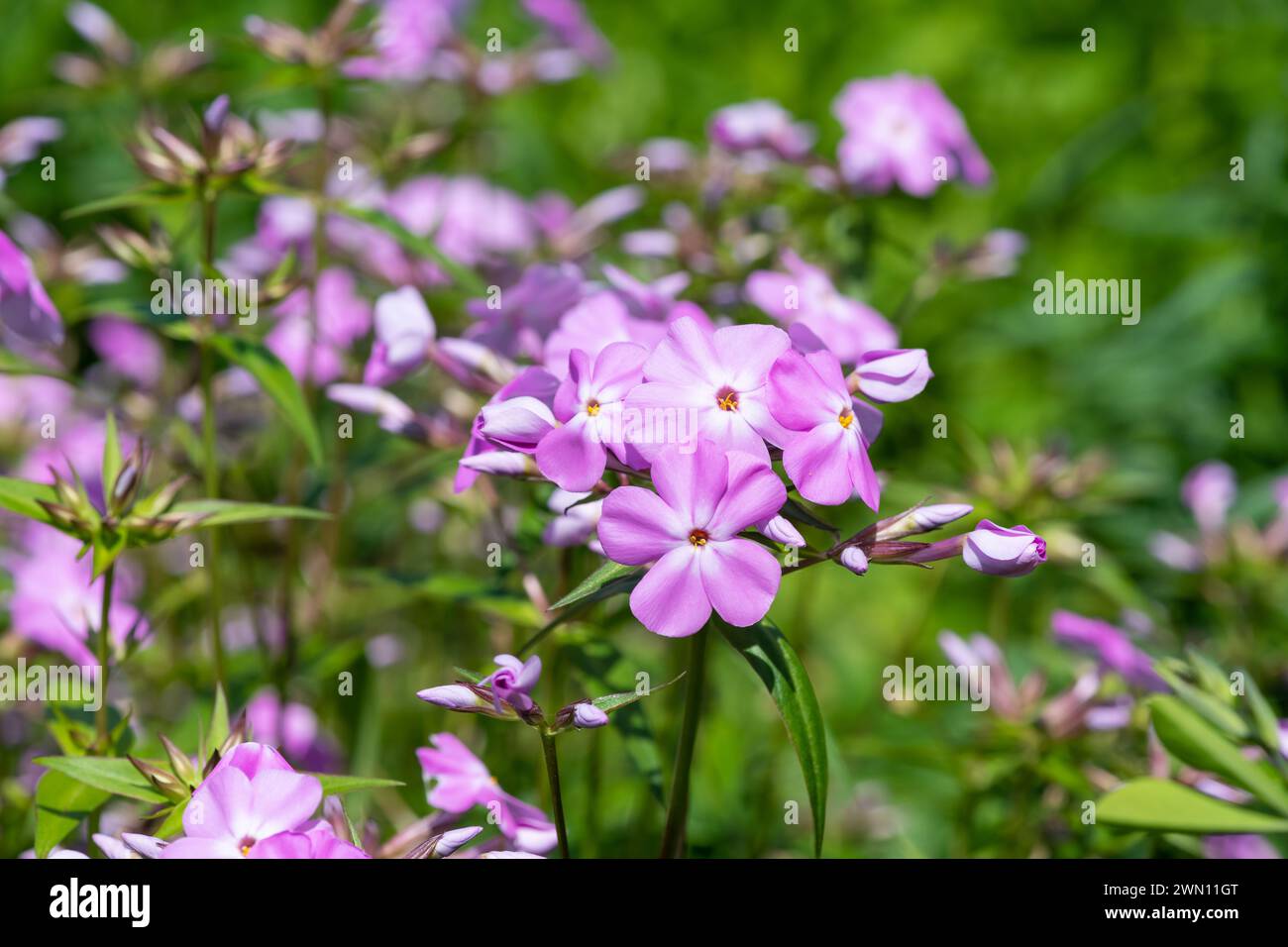 Close up of pink garden phlox (phlox paniculata) flowers in bloom Stock ...