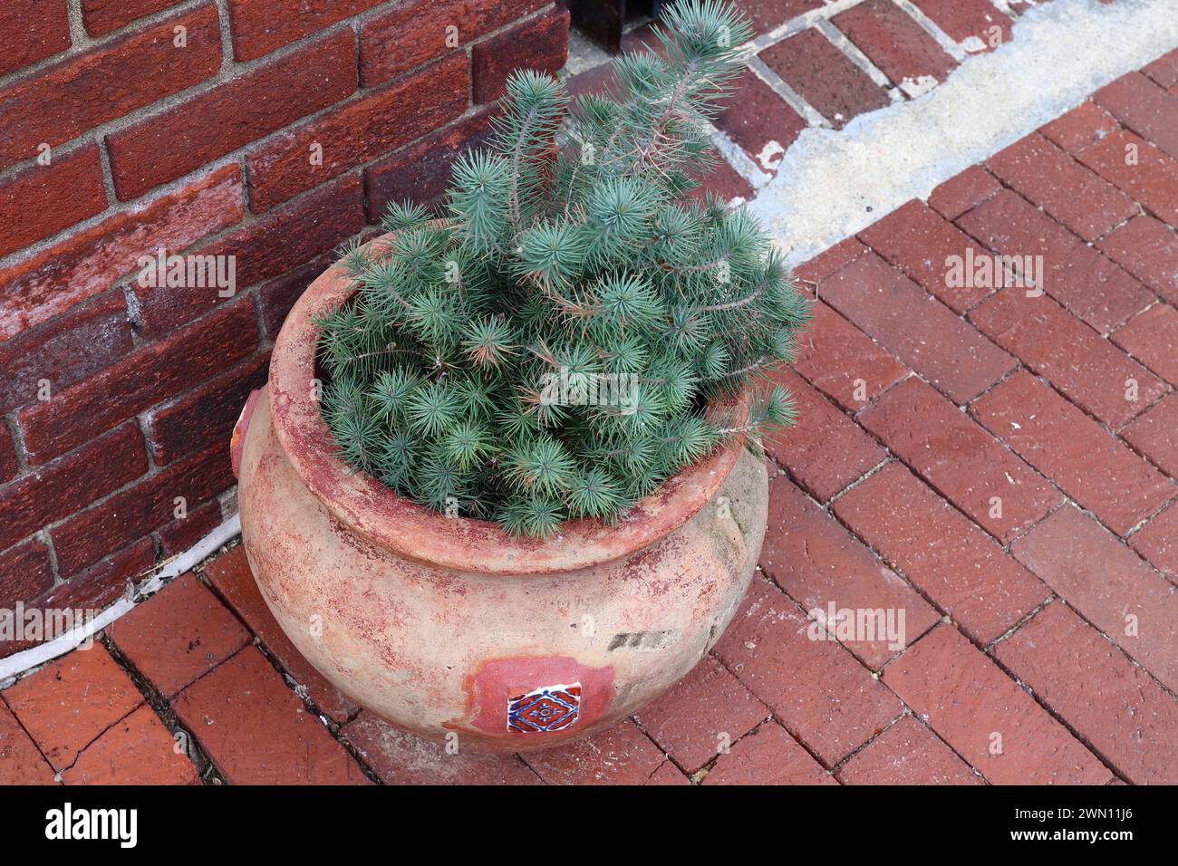 Terracotta Planter with Mini Blue Spruce Tree Stock Photo - Alamy
