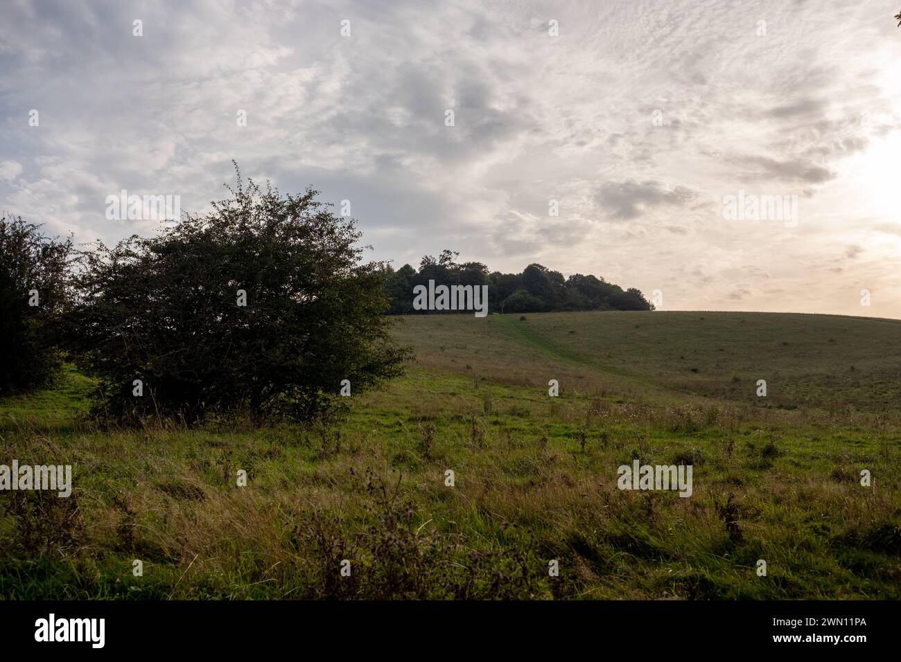Wittenham Clumps Views, Oxfordshire Stock Photo - Alamy