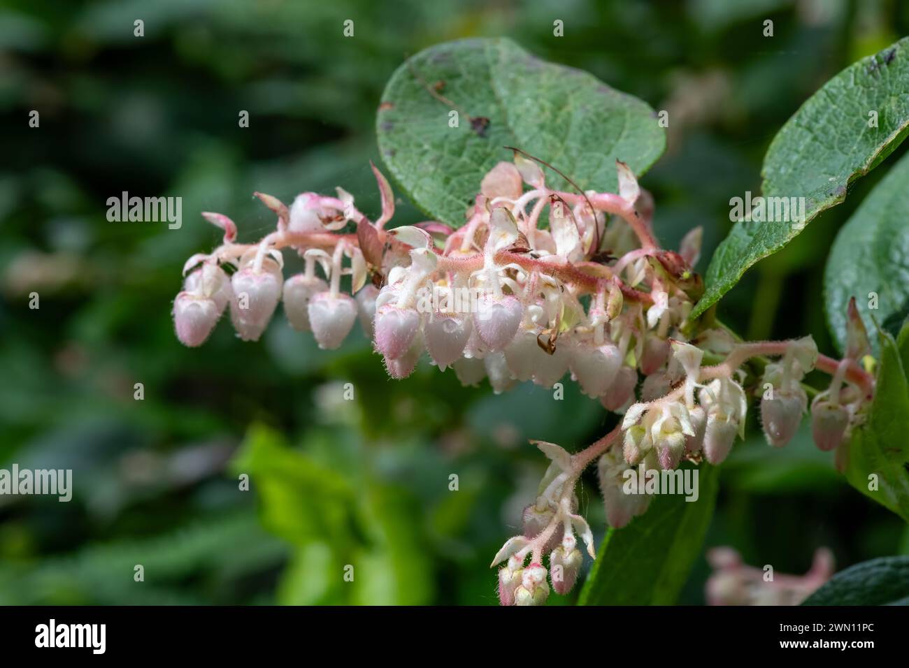 Salal shrub hi-res stock photography and images - Alamy