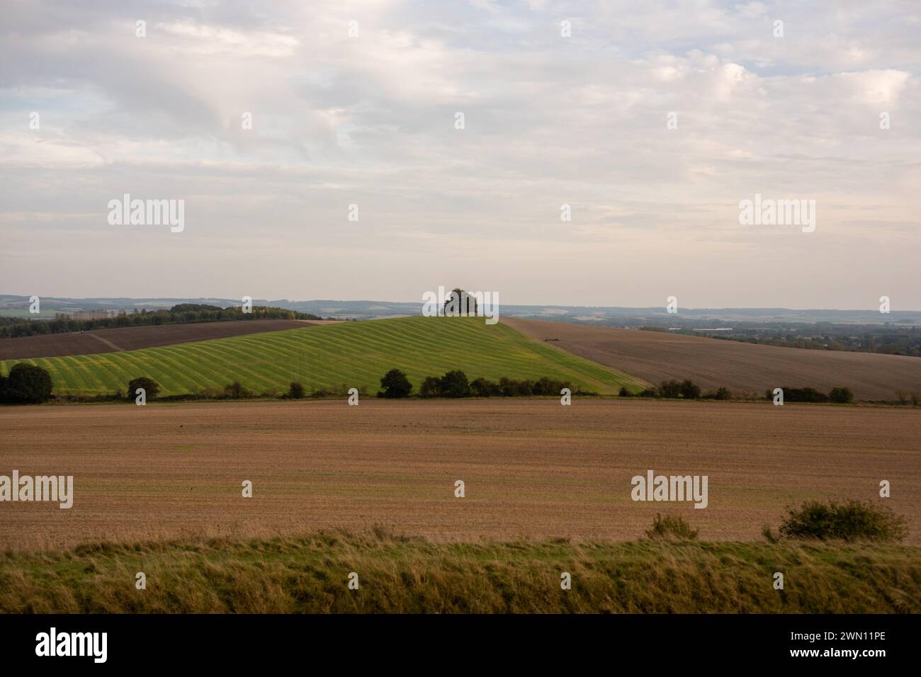 Wittenham Clumps Views, Oxfordshire Stock Photo - Alamy