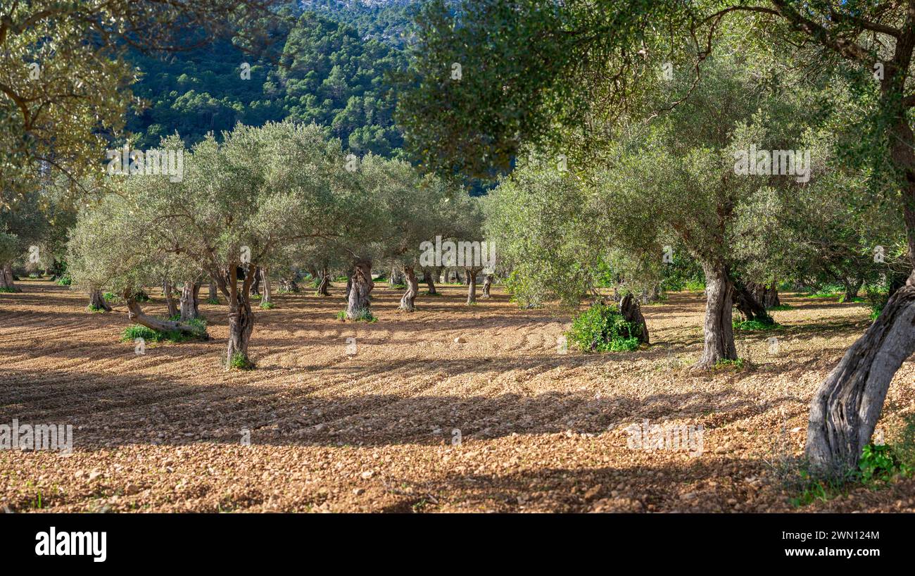 Sunlit Olive Grove with Ancient Trees in a Picturesque Mediterranean ...