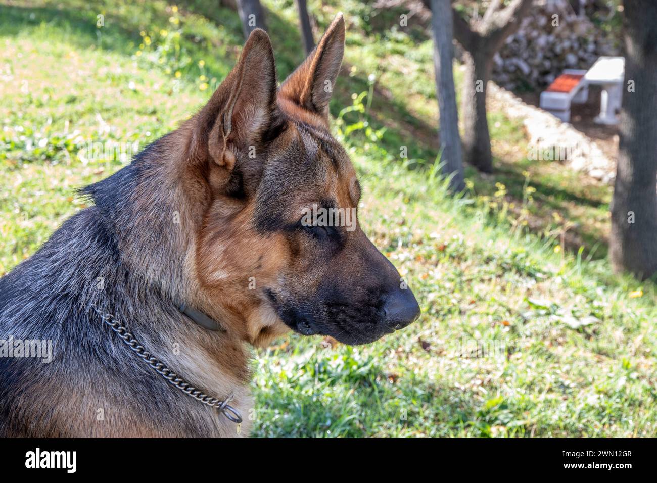 White german sheppard hi-res stock photography and images - Alamy