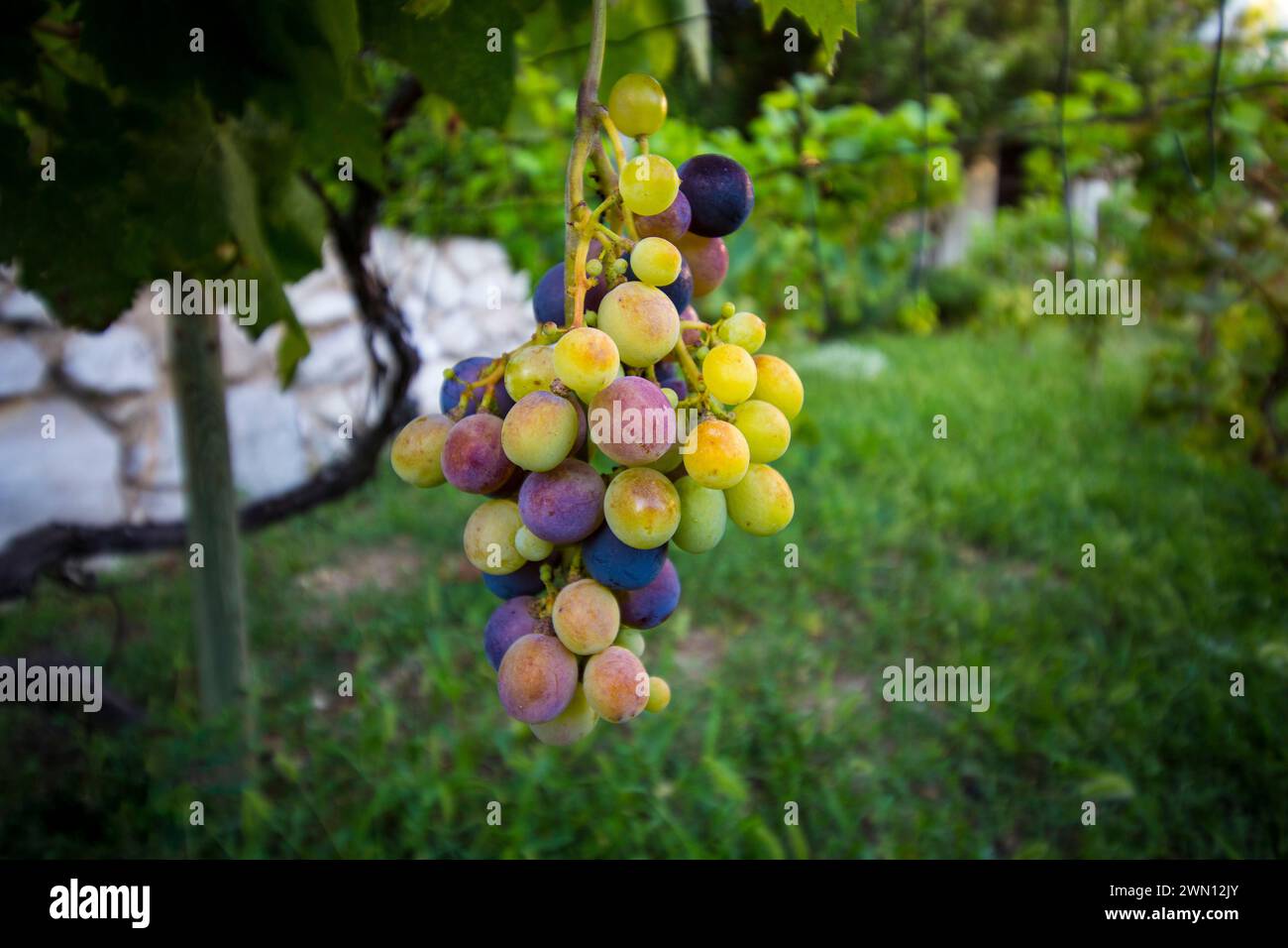 How to grow grapes hi-res stock photography and images - Alamy