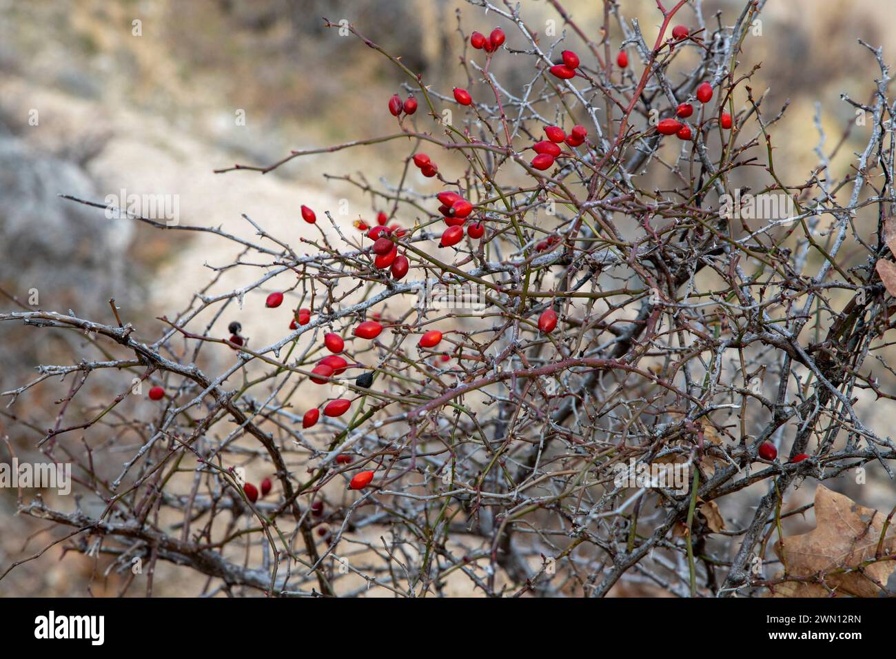 Beautiful rosehip bush bright hi-res stock photography and images - Alamy