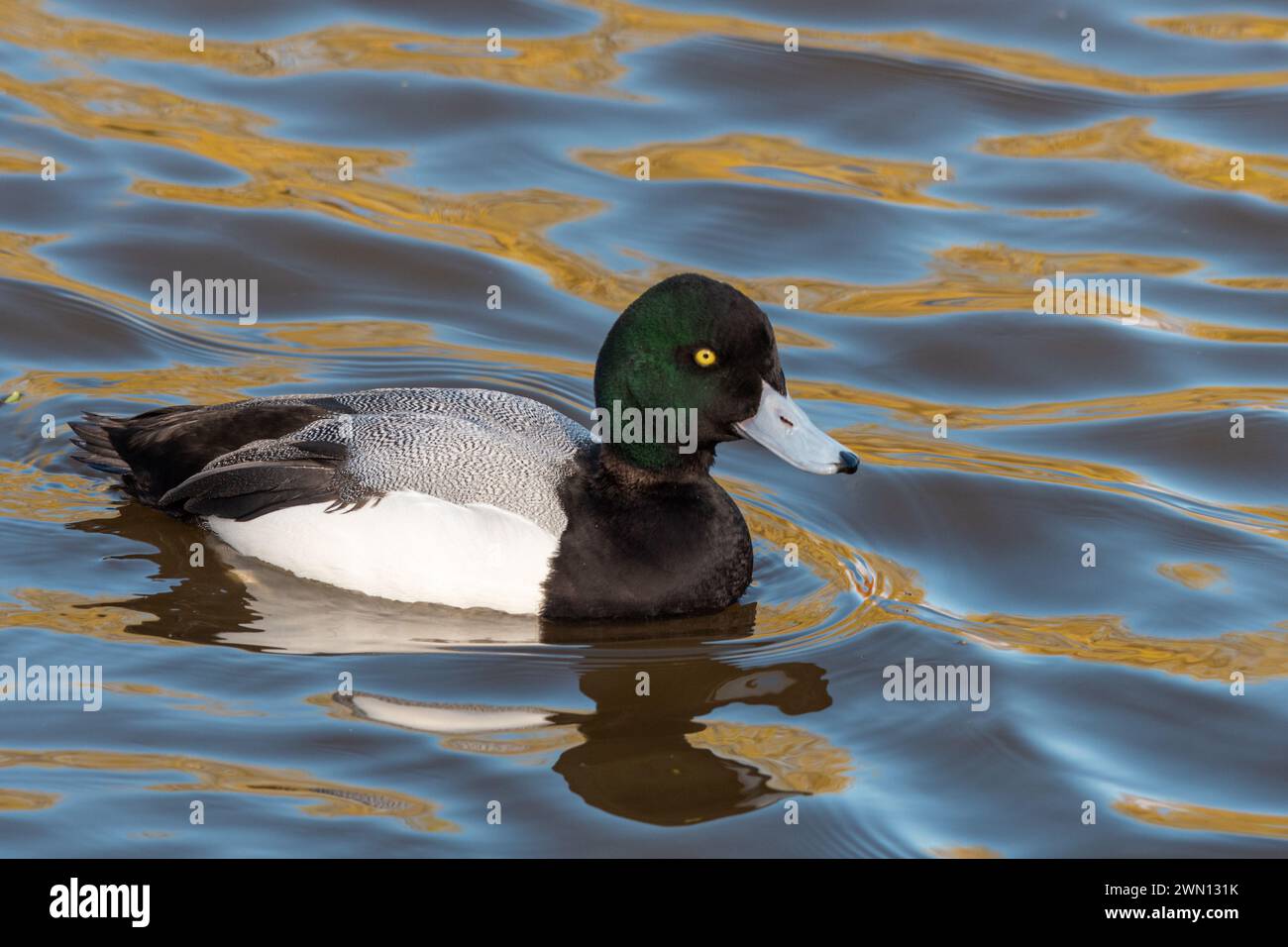 Greater scaup (Aythya marila, also called a bluebill) male or drake ...