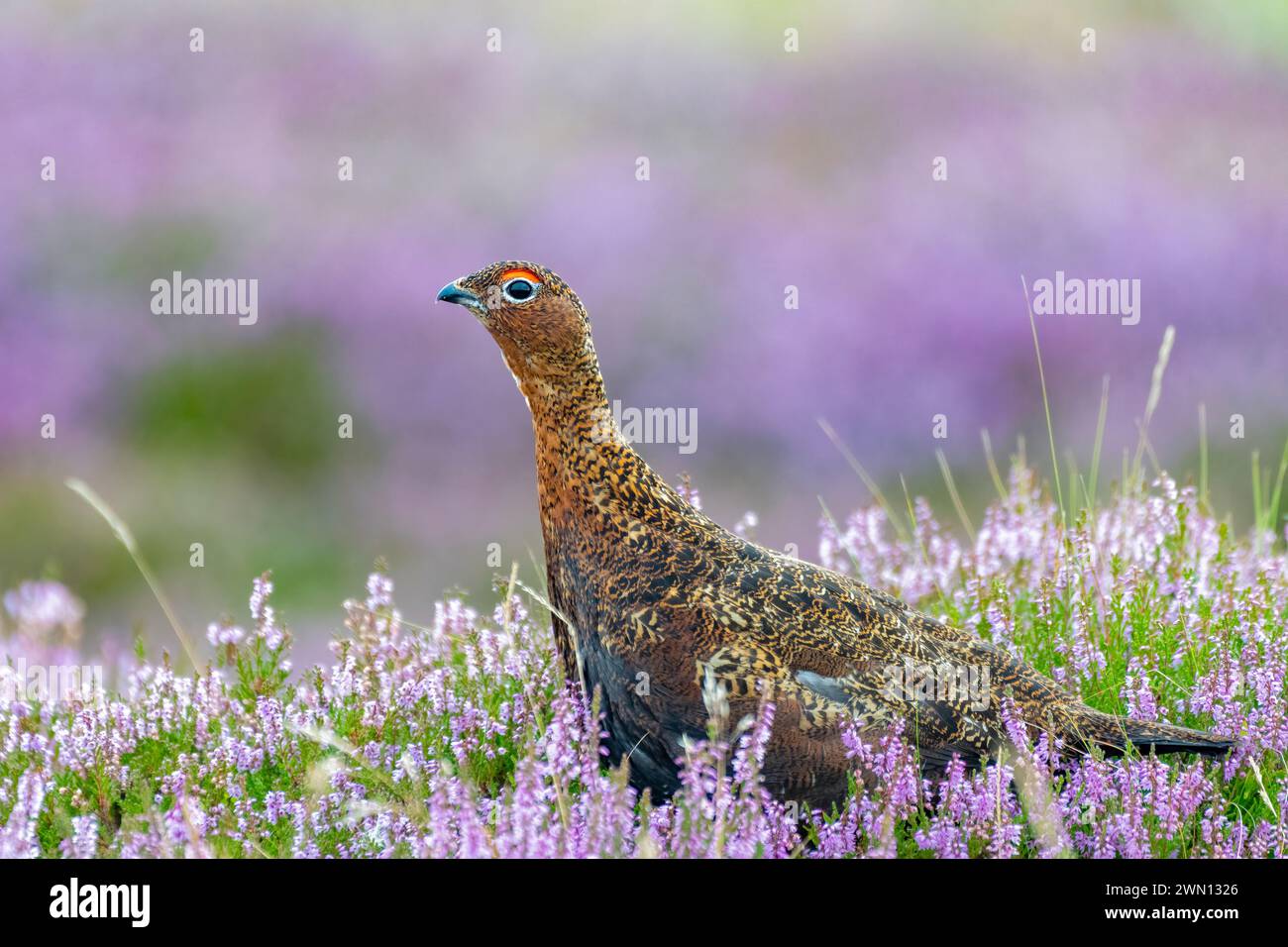 Heather bird hi-res stock photography and images - Alamy