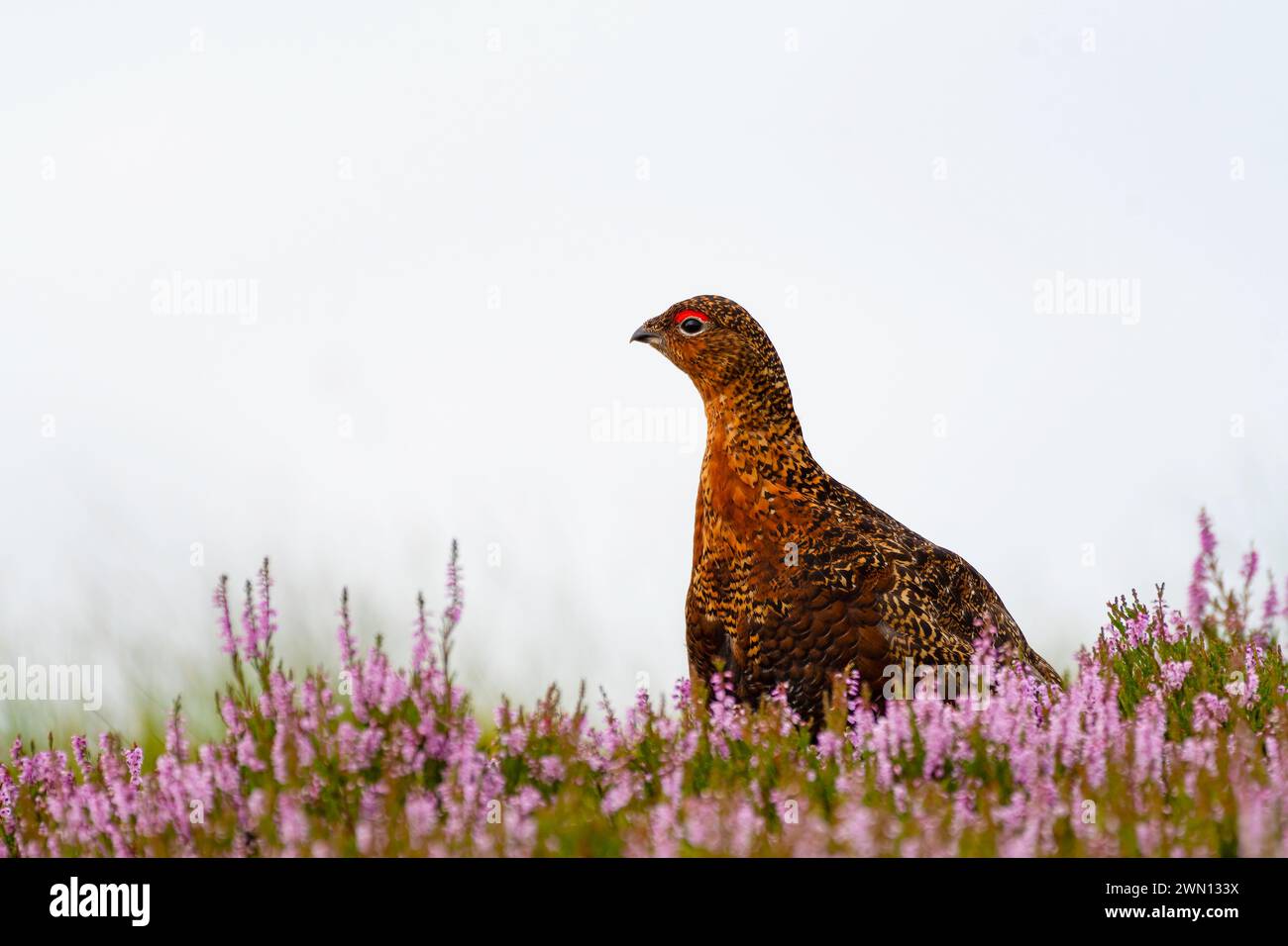 Heather bird hi-res stock photography and images - Alamy