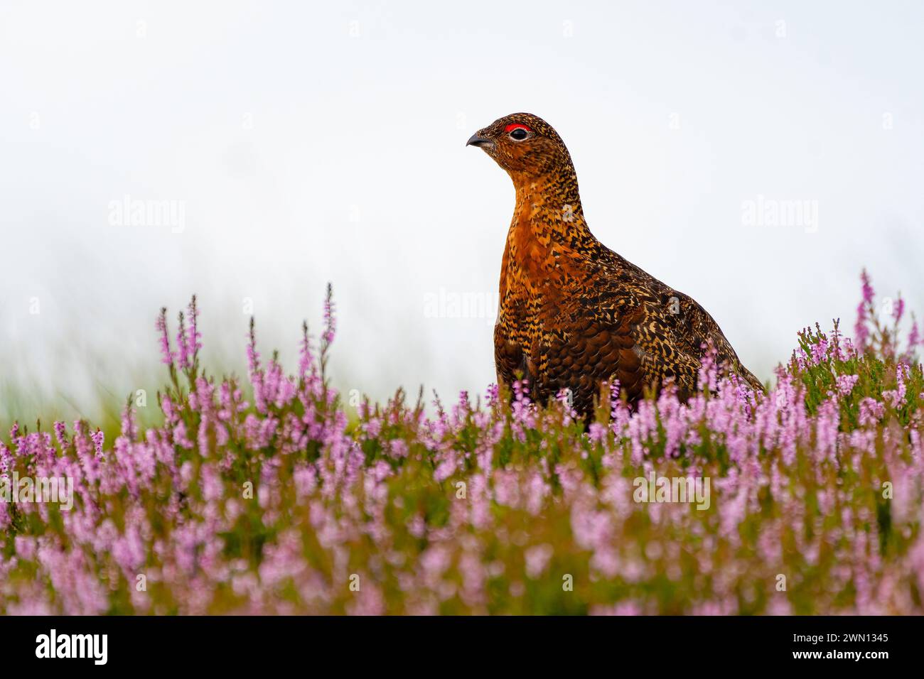 Heather bird hi-res stock photography and images - Alamy