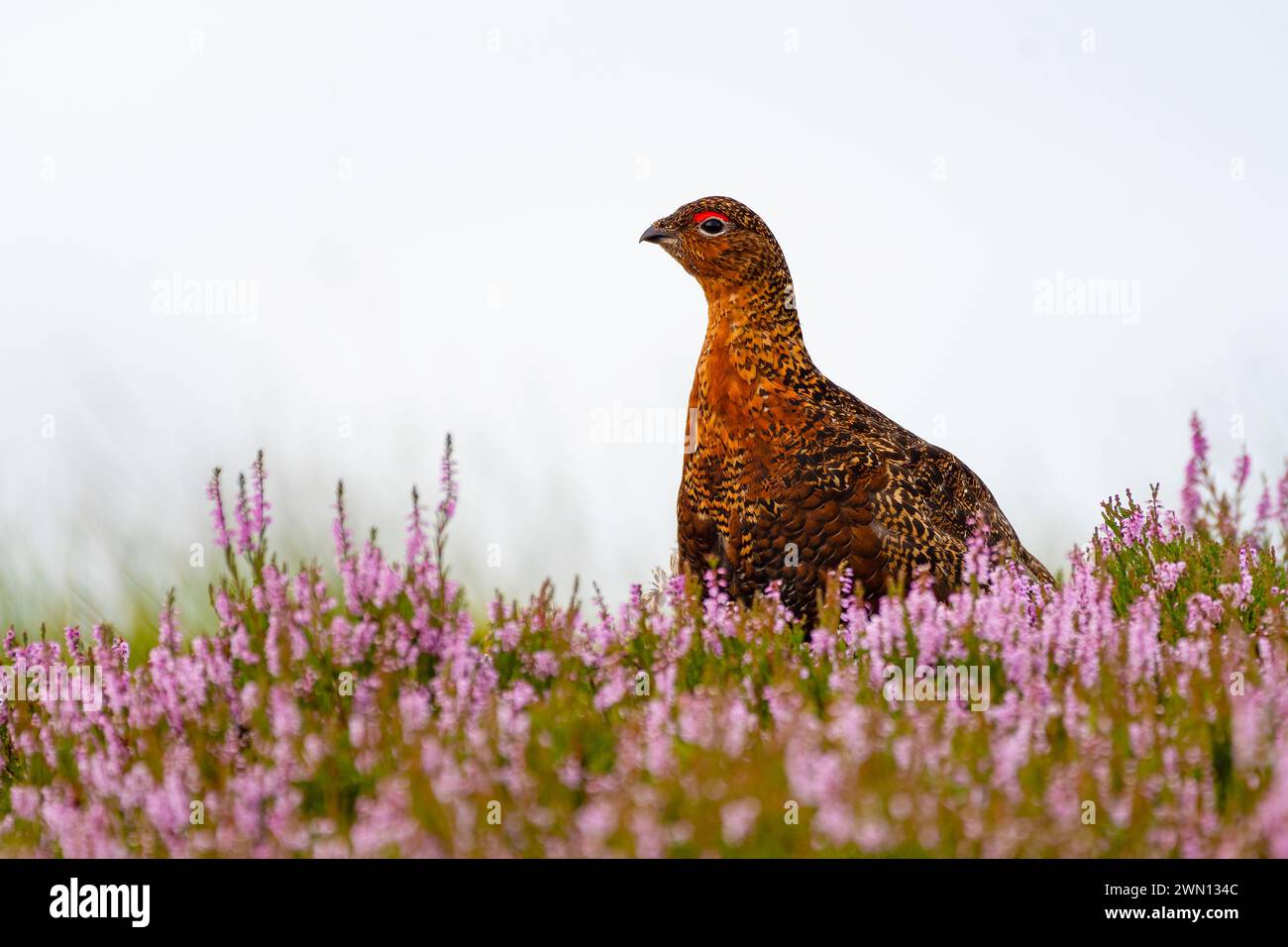 Heather scotland hi-res stock photography and images - Alamy